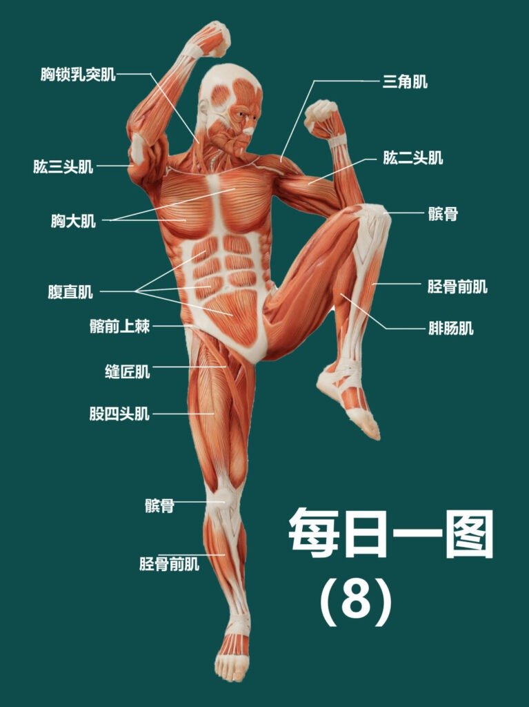 Understanding Anatomy Reference Poses – BUJO ART