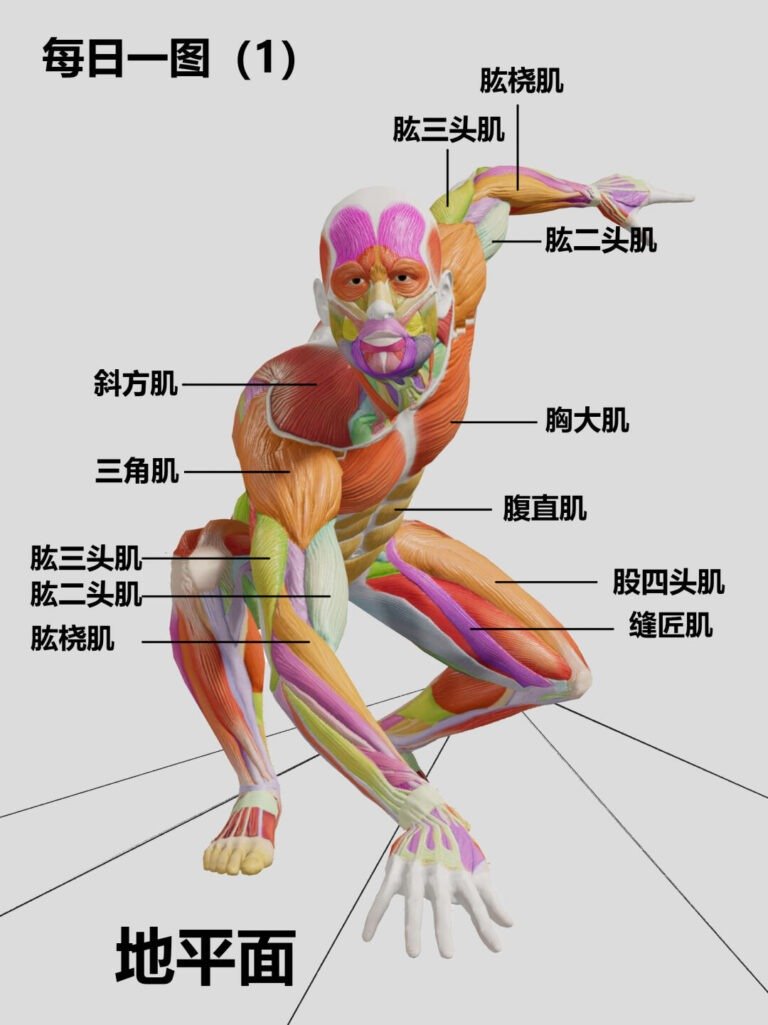 Understanding Anatomy Reference Poses – BUJO ART