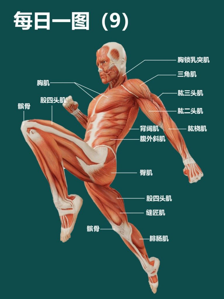 Understanding Anatomy Reference Poses – BUJO ART