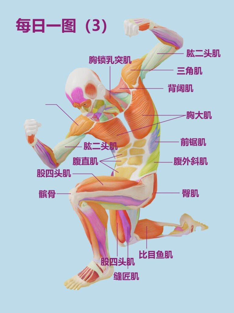Understanding Anatomy Reference Poses Bujo Art
